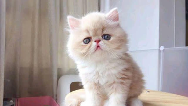 加菲猫被确诊为传腹,医生建议放弃直接安乐死,主人却创造了