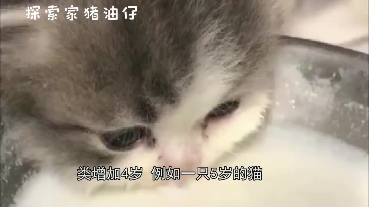 世界上最长寿的猫,相当于人类的114岁,名字也是什么的可爱了