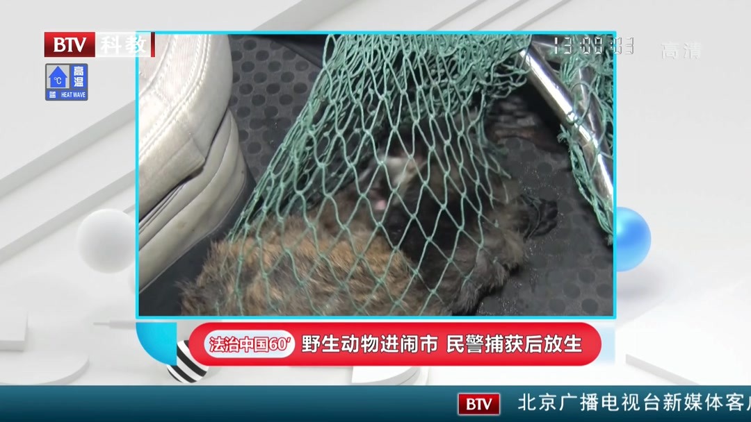 法治中国60分:野生动物进闹市 民警捕获后放生
