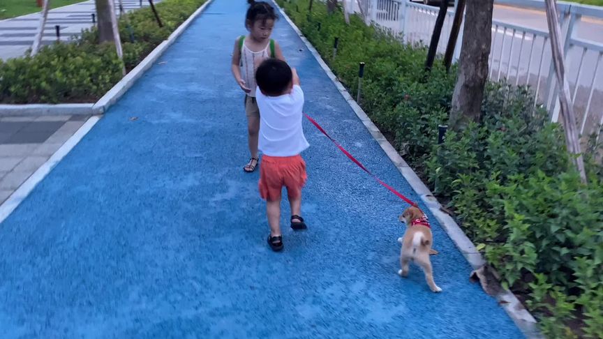 #萌宠日常记录 我遛你你遛狗#萌宠出道计划