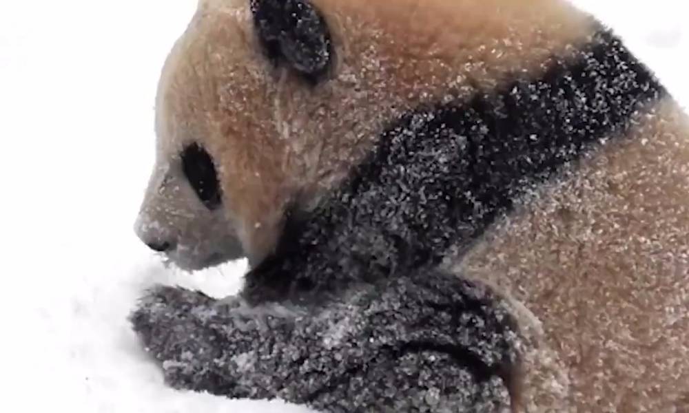 俄罗斯的大熊猫该送回中国了,当地网友:不舍得啊,我们拿两只