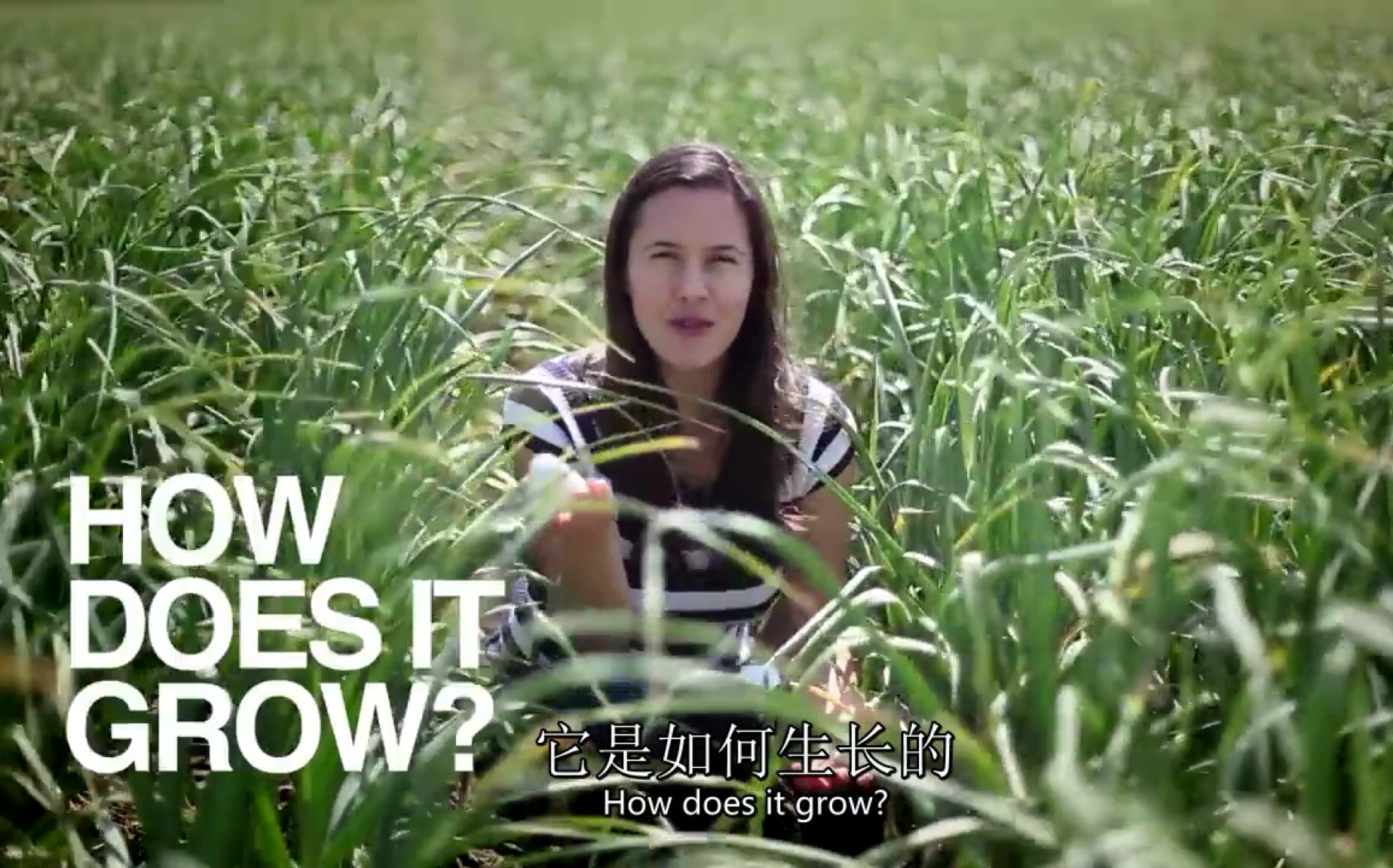 【How Does It Grow】大蒜是怎样长大的