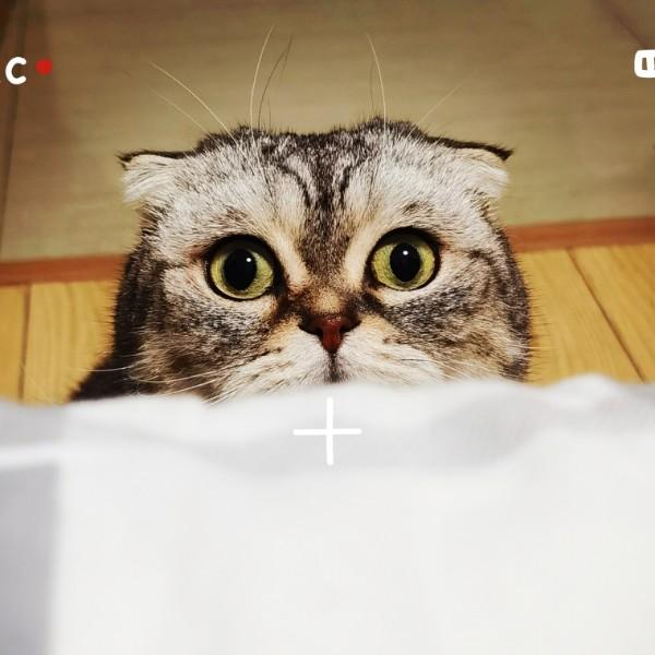 想做猫的桑小榆 