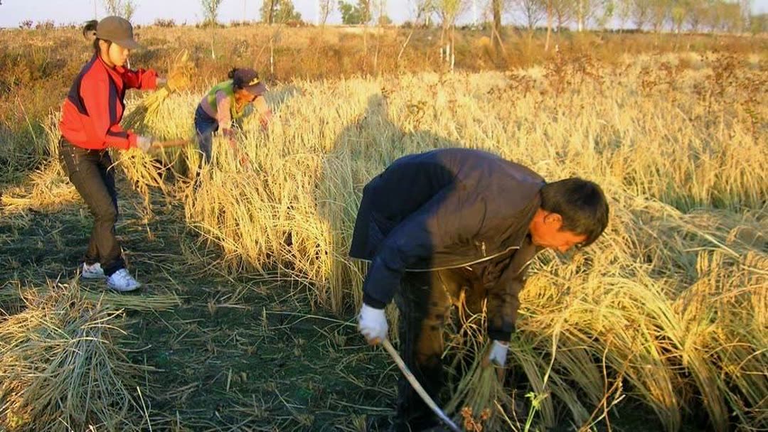 农村最原始的水稻收割方式,看得泪都出来了
