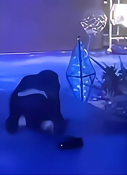 男孩模特走秀全程小碎步逗翻全场,网友:着急的鞋都走掉了?