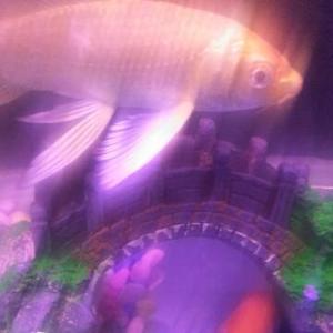 我的世界廖成昱 