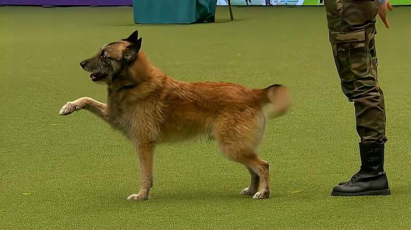 狗狗表演走正步，一本正经的模样太滑稽，这智商没谁了