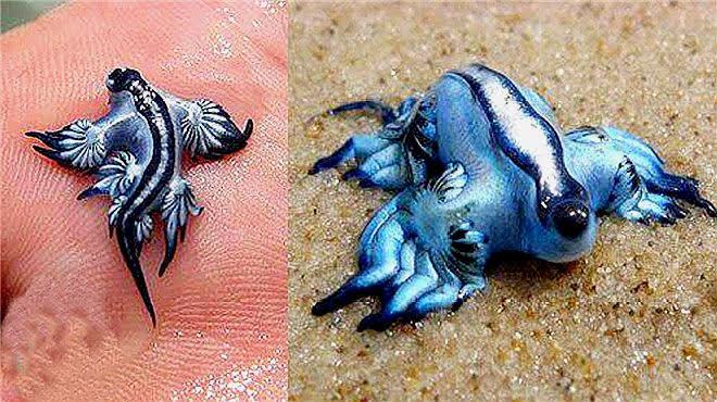 这8个诡异的动物,你可能一辈子都没见过一个!