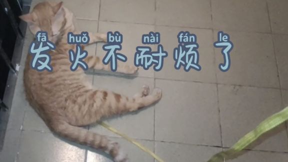 卡尔宾出门不想回家,发火,记仇,挠铲屎的