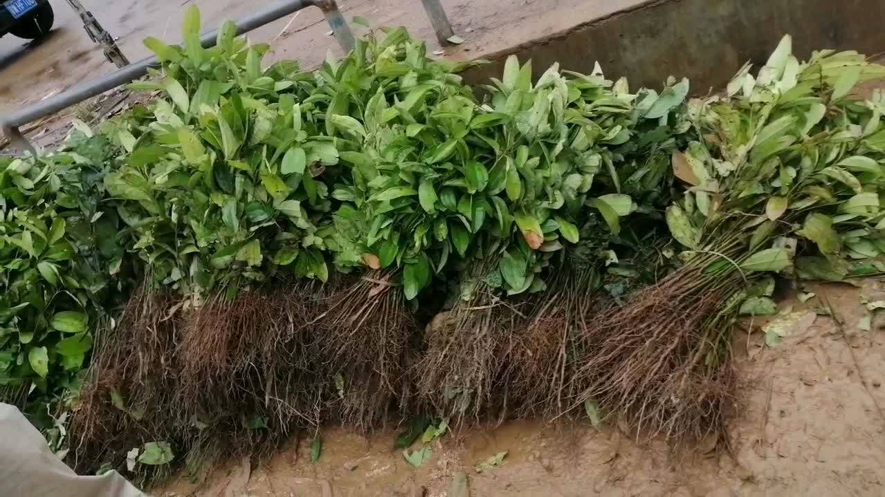 农村人种植这树苗几十年,依然稳赚不赔,你知道是什么吗