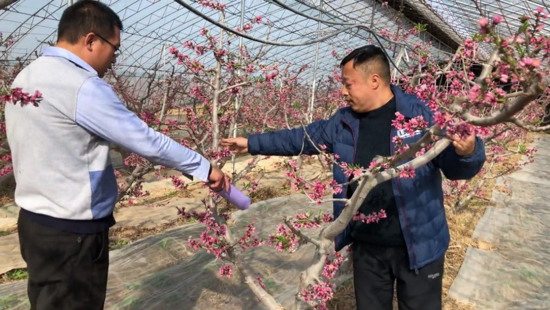 技术员分享,大棚桃树修剪和管理经验,了解后才知道成功不是偶然