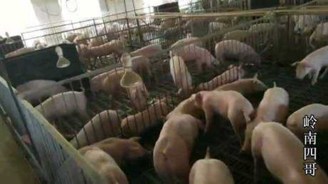 1300元一头小猪,育肥成本高达这个数,现在养猪还能挣钱吗