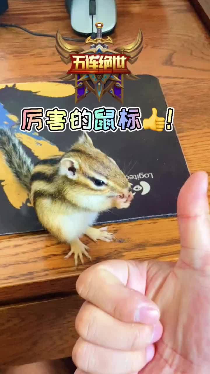 这才是真正的"鼠标",可以说很厉害了