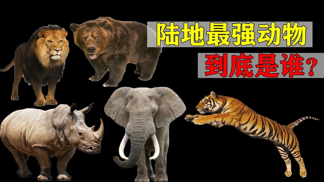 哪种动物才是“陆地之王”?狮子和老虎,竟然连前三都没上?