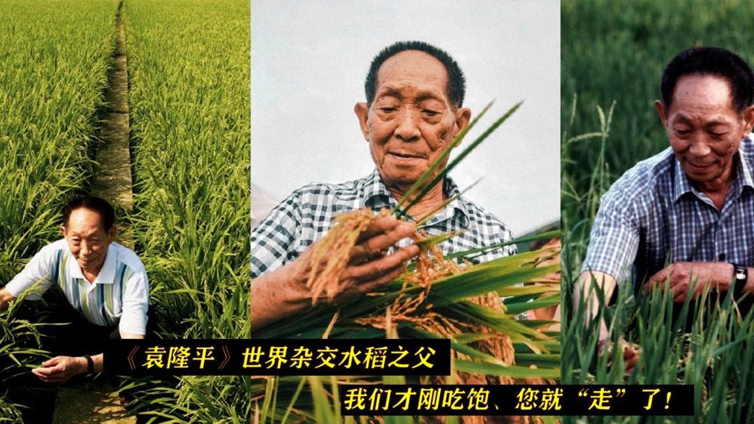 《袁隆平》世界杂交水稻之父,我们才刚吃饱,您就“走”了