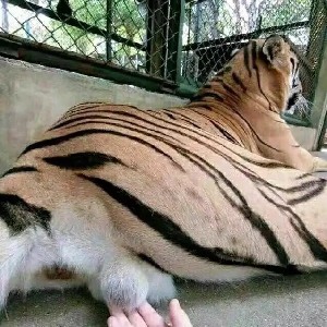 想了个这个名字 