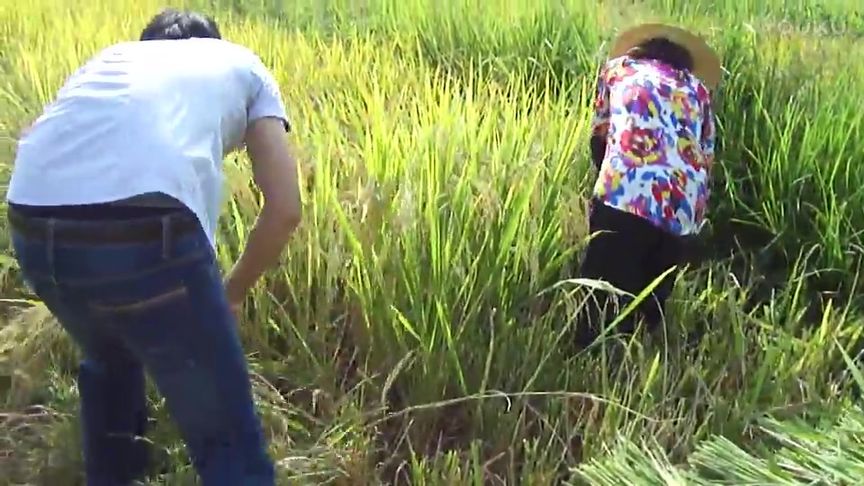 实拍大别山农村纯手工收割稻子,太赛了!