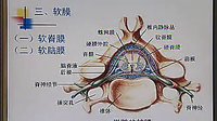 系统解剖学 49脑和脊髓的被膜、血管