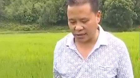 进入抽穗灌浆阶段 充足的水对水稻的生长至关重要 干旱时容易长草