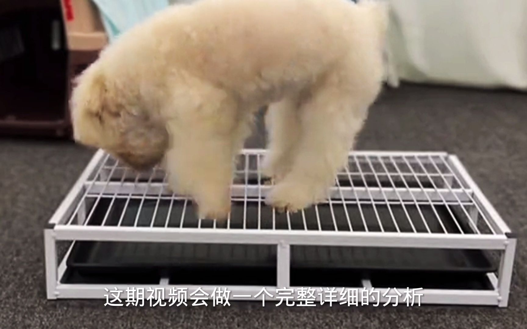 狗狗定点排便规律训练方法