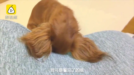 做错事被妈妈骂,狗狗猖獗用心检查