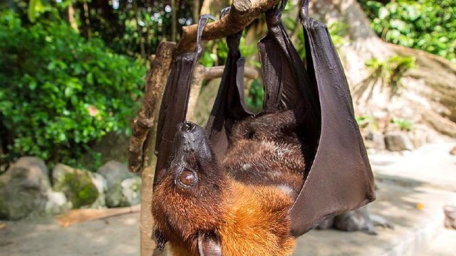 携带致命病毒动物排行榜,蝙蝠仅位列第3,哪2种超越了它