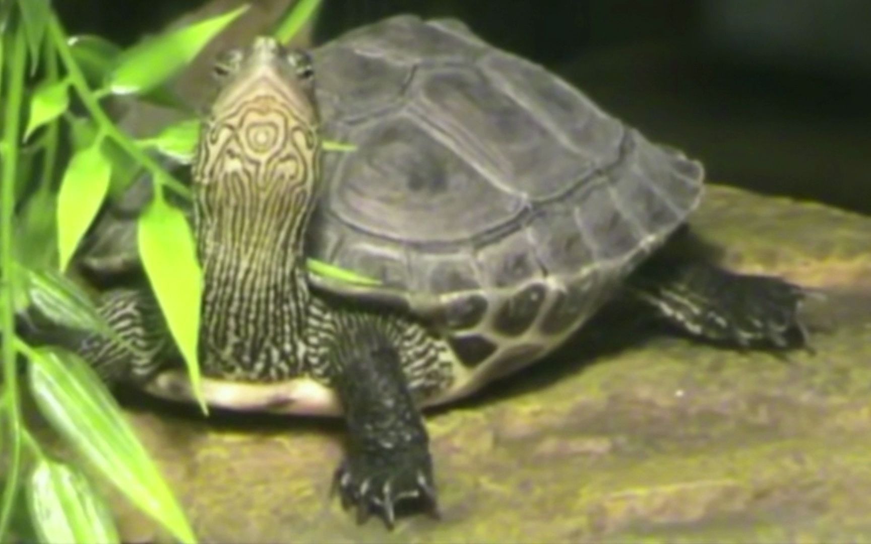 你能区分花龟和草龟吗?