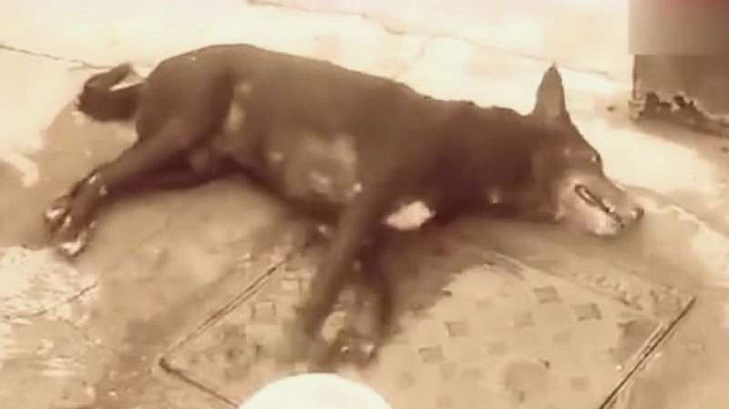 狗狗中毒,什么都做不了