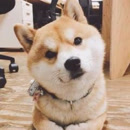 看冷月倾吟知天下 