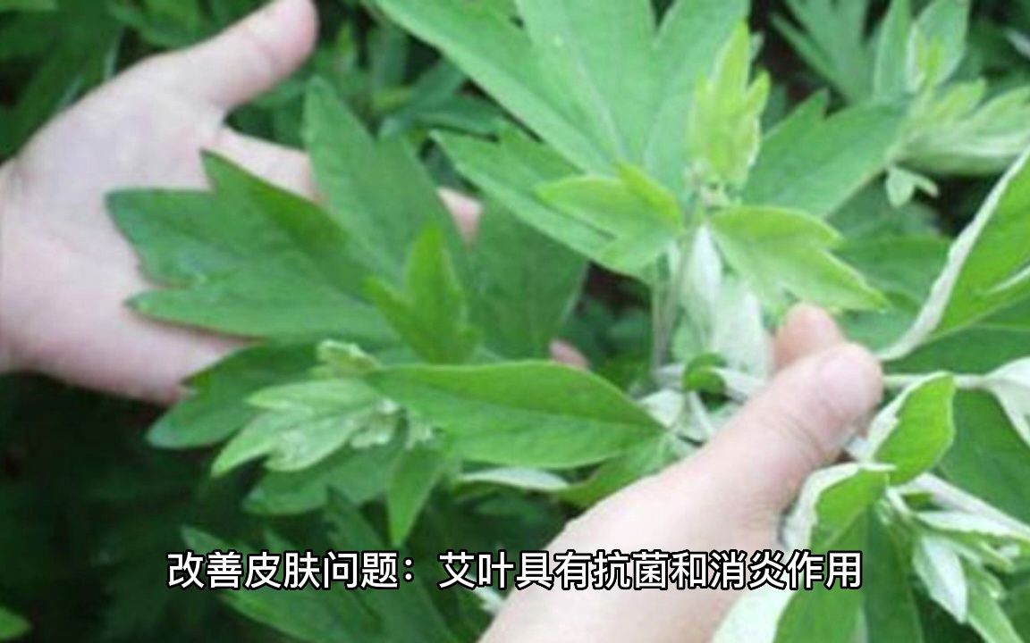 艾叶在日常生活中的作用