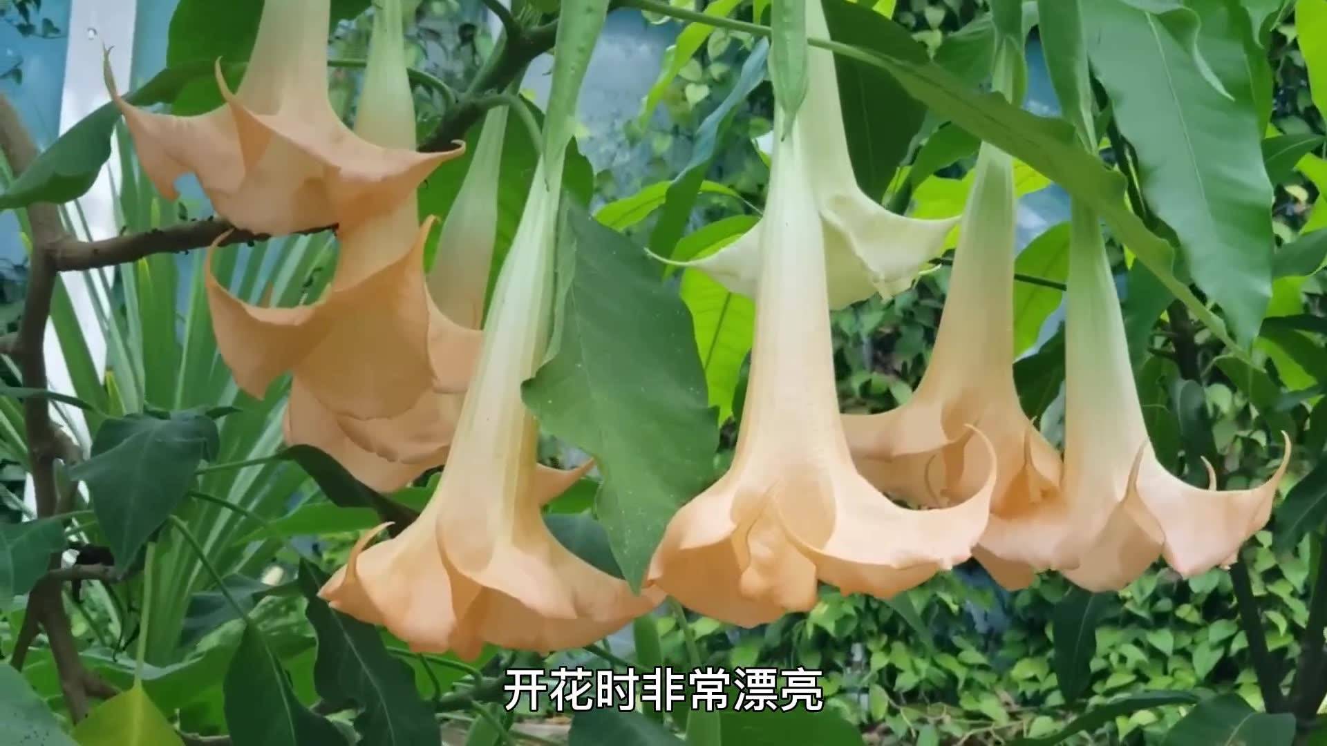 盘点世界上最毒的5大植物,你都见过几种