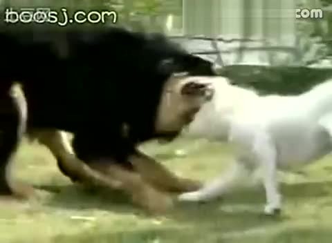 藏獒打架 血腥厮杀! 视频