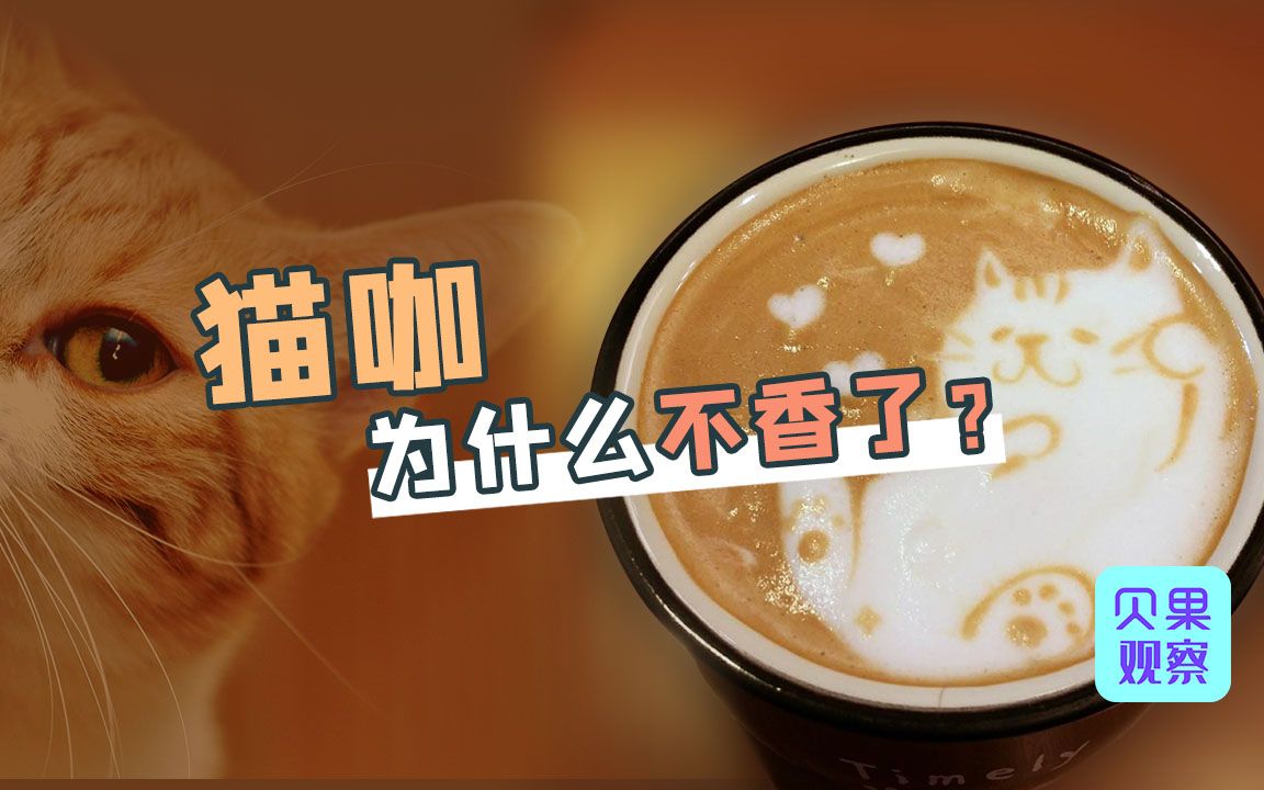 半年融资超过60亿!被市场聚焦的猫咖行业,为何陷入白菜价竞争?
