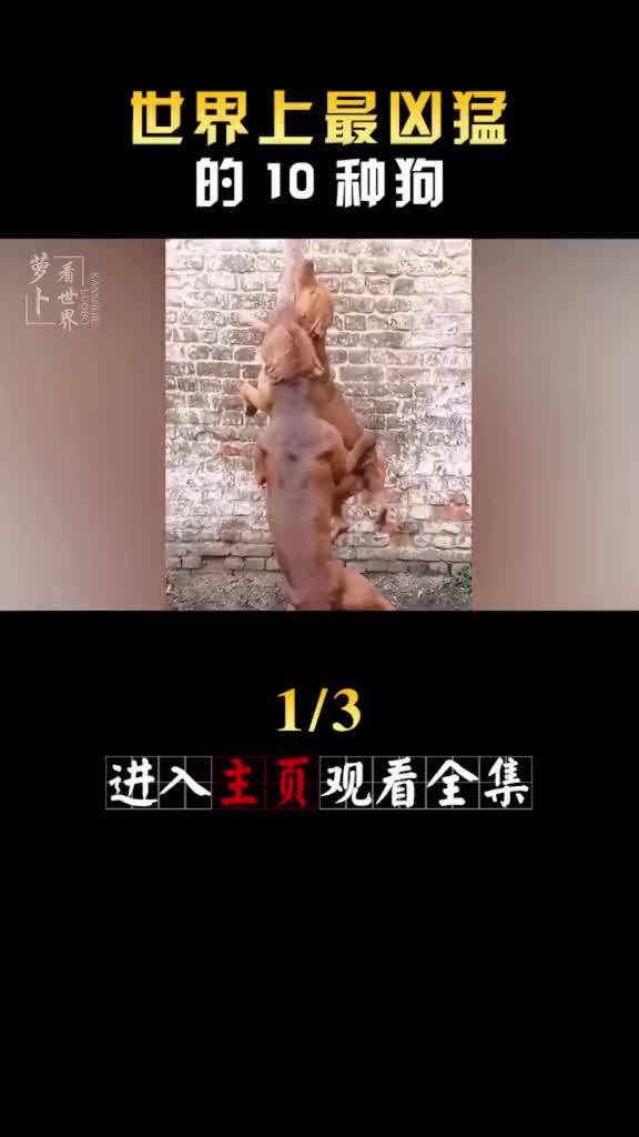 世界上最凶猛的10种狗!藏獒仅仅排第三!世界之最#最凶猛的狗