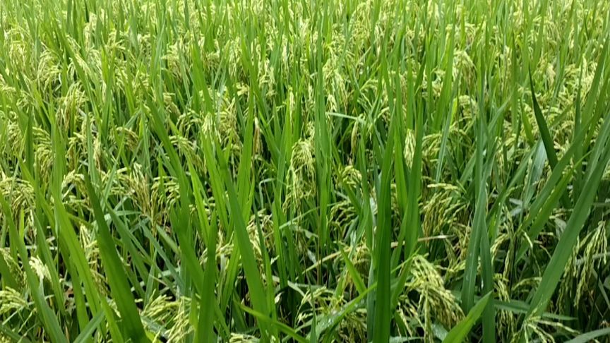 稻谷快成熟了,丰收在望!