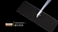 生物大百科 第六季 第1集 生物体的结构层次:玻片标本