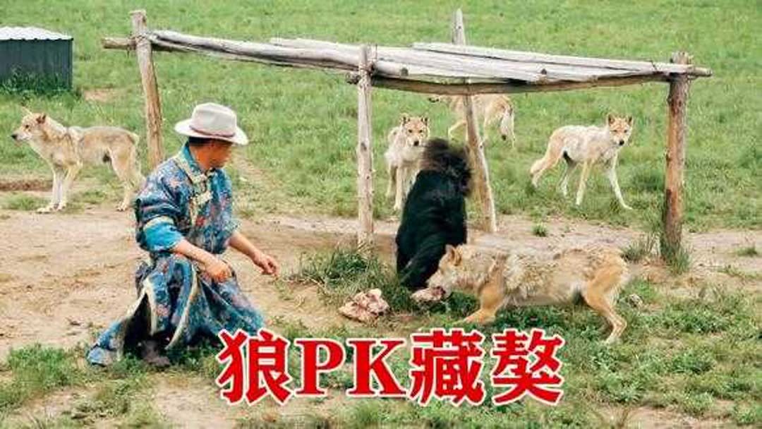 藏獒进入狼群,狼和藏獒PK,看看它们谁更厉害?谁更聪明?