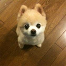 超爱玩保龄球的安国 