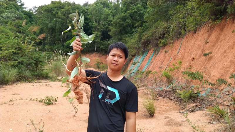 农村里的土茯苓到处都是,看到就想锄,煲汤祛湿,用途也多