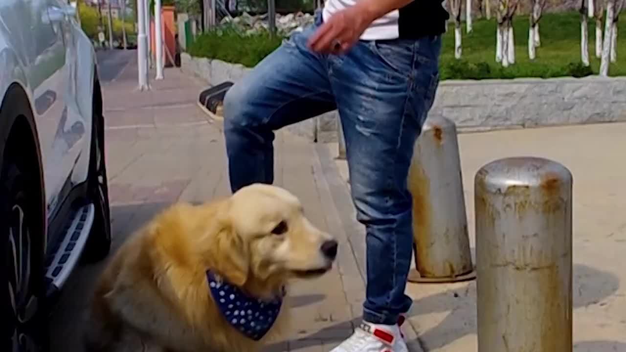 狗做好事被误会狗狗不哭虽然不会说话不会表达但它有颗善良的心