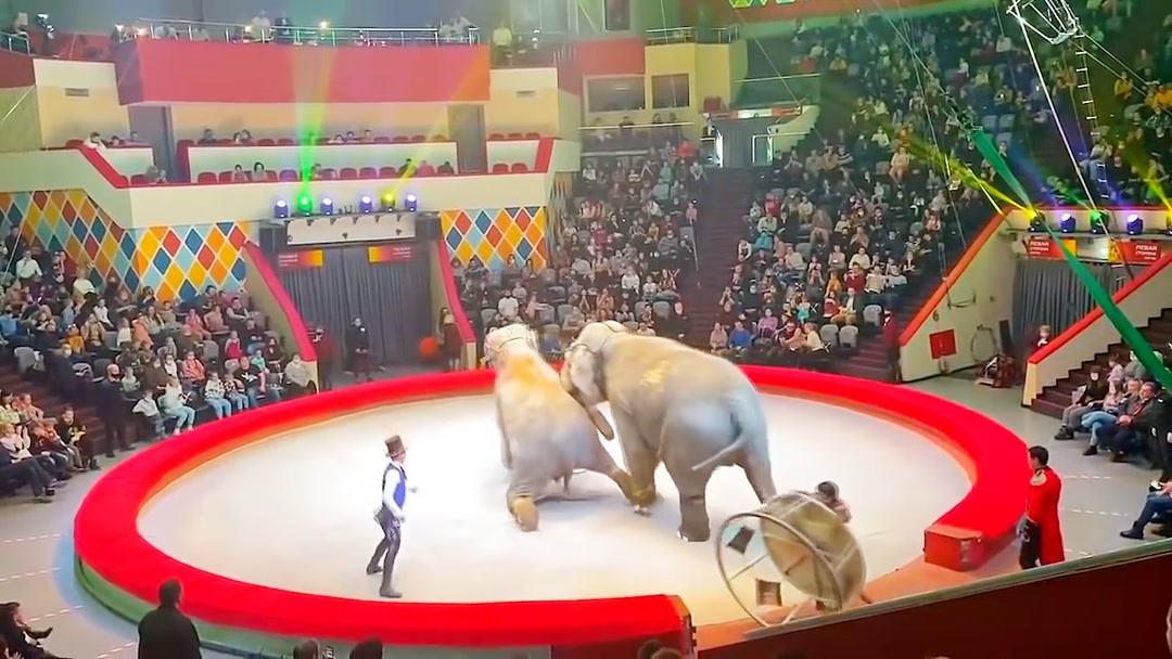 马戏团正在表演,一头大象突然兽性大发,场面顿时混乱