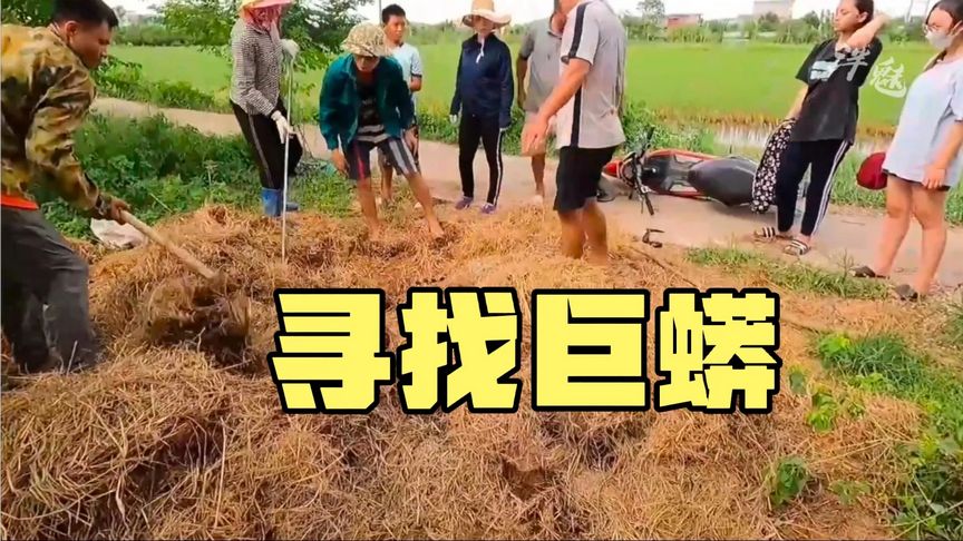 巨蟒拦路,一群大汉前来探查#动物世界 #巨蟒