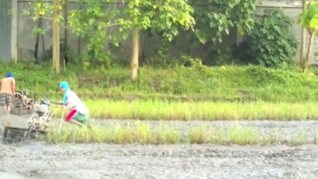 世界上最贵的大米,一斤售4000元,只有在中国才能吃到