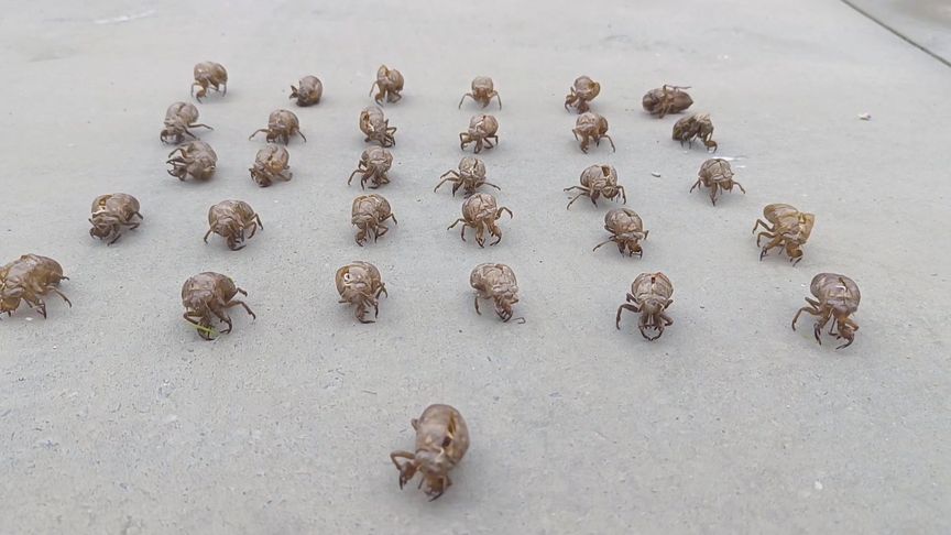 #爬蚱 #爬叉 #知了猴 将士们,来平台中心幼儿园,扫行程码了吗?