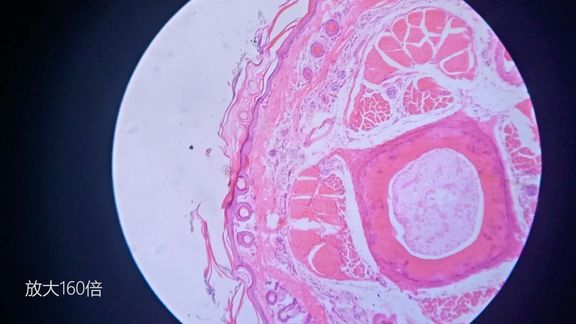 显微镜标本《尾横切》,放大1600倍很漂亮!