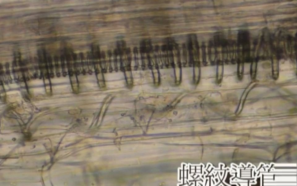 顯微鏡下的奇妙世界 微生物世界