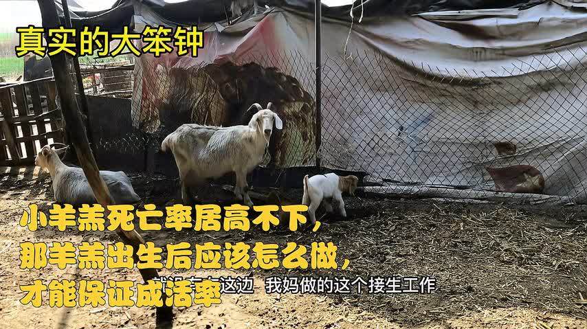 小羊羔死亡率居高不下,那羊羔出生后应该怎么做,才能保证成活率