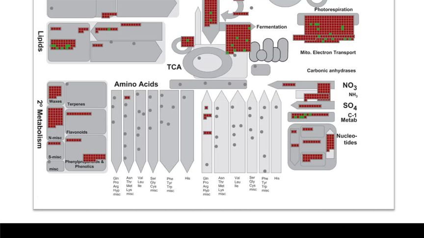 植物通路可视化工具Mapman教程1-安装与界面介绍