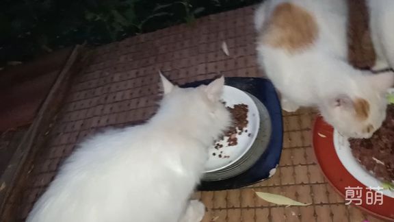 5月13号晚上第三站,墨点儿迟到了。担心娇娇和三花ߙ�ߙ�ߙ