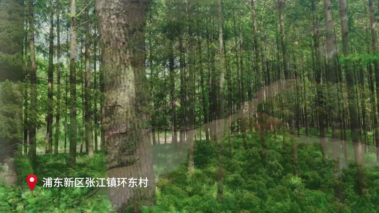 关于浦东的"森林"你知道多少?一片片绿意盎然的生态林地,早已不是遥...